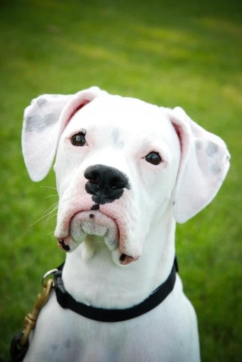 White Boxer Coffee Company